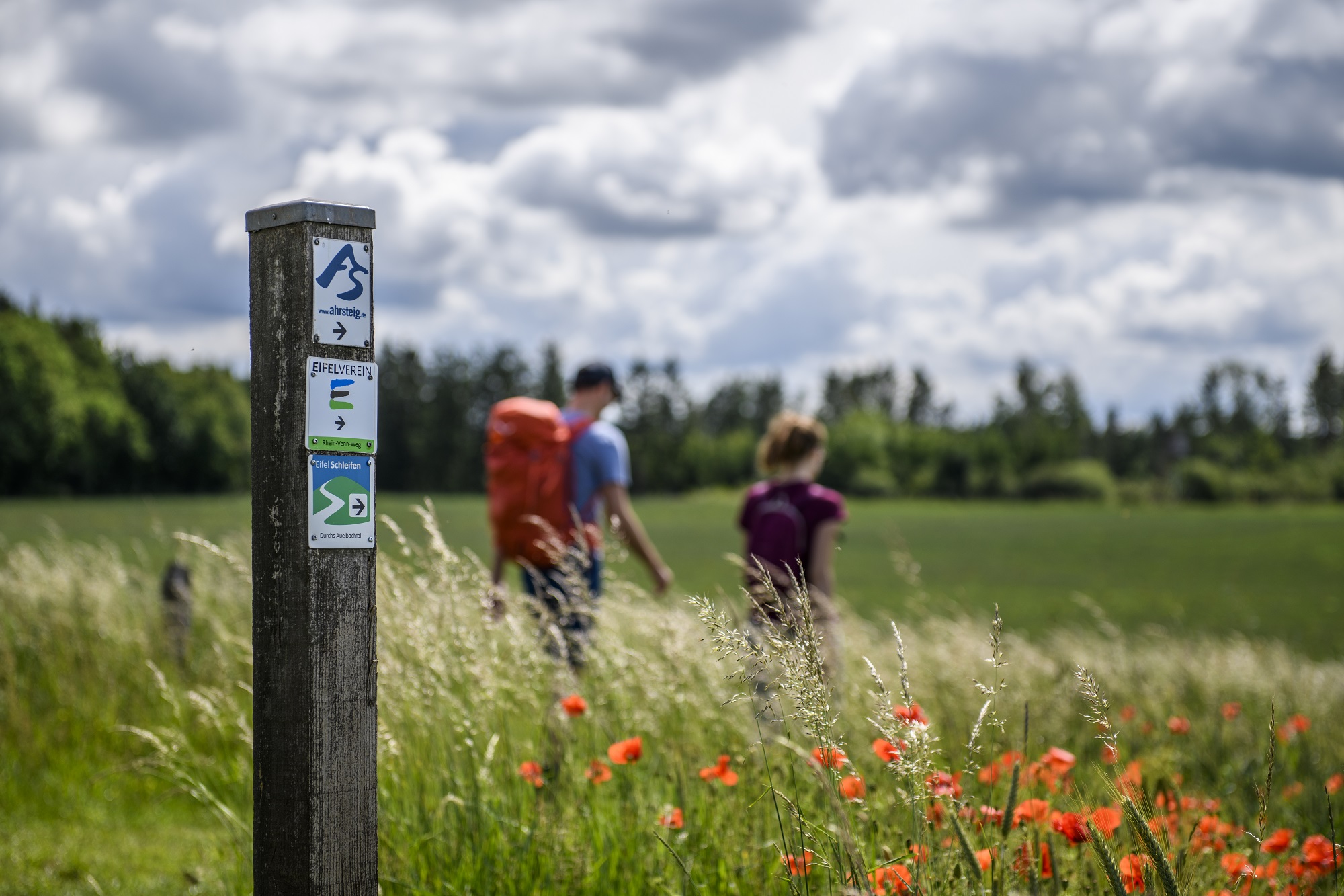 AhrSteig Etappe 2: Freilinger See bis Aremberg (11,7 km) | Tour